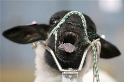 Las cabras prefieren a la gente sonriente