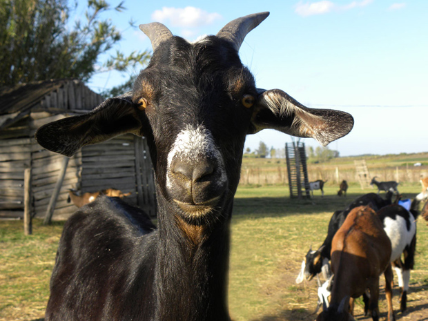Descubriendo Uruguay - Montevideo Portal