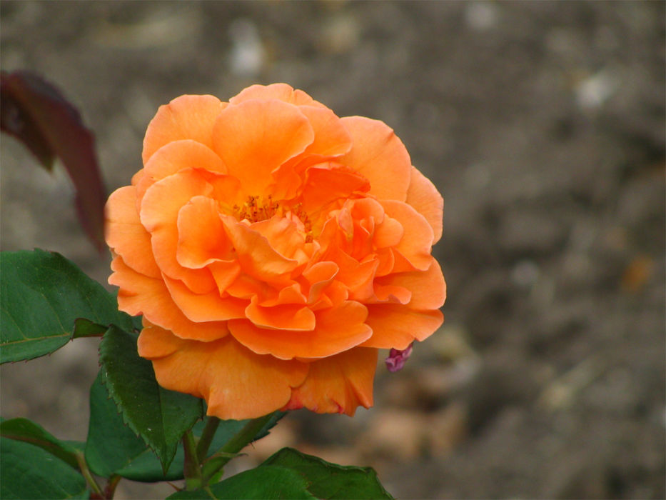 Hallan en el noreste de China la flor más antigua del mundo