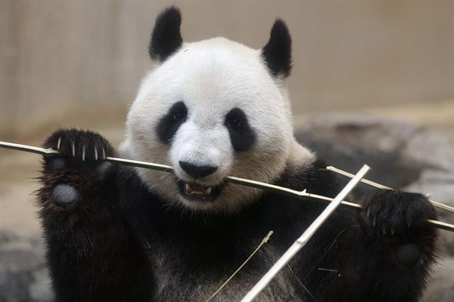 Empresa china transforma la caca de panda en pañuelos de papel