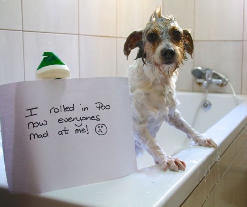 Perros ''avergonzados'' causan sensación en la red