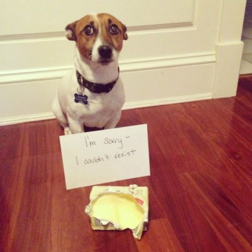 Perros ''avergonzados'' causan sensación en la red