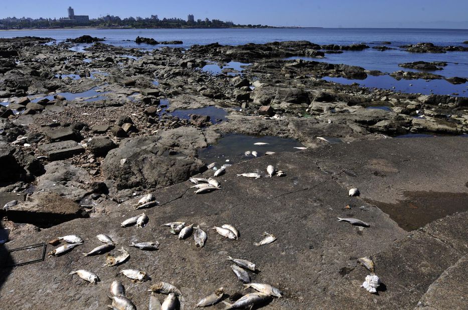 Peces muertos: autoridades investigan causas