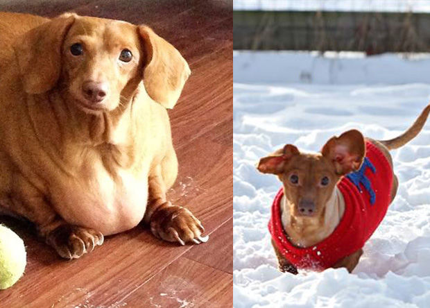 La increíble recuperación de un perro obeso