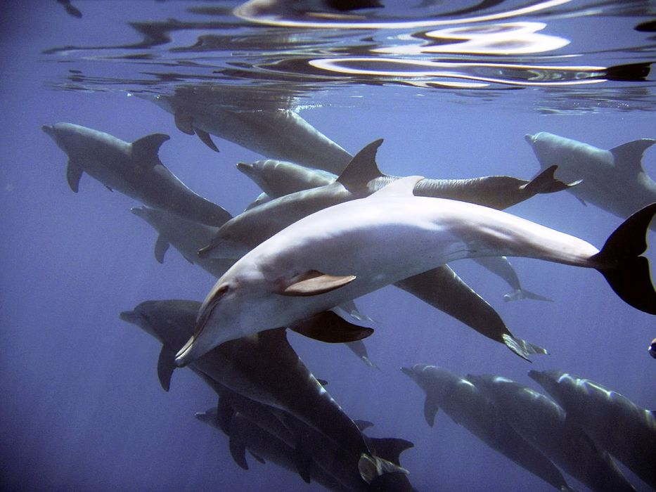 La amistad entre delfines es similar a la amistad entre humanos