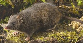 Descubren nueva variedad de antequino, marsupial cuyos machos mueren ...