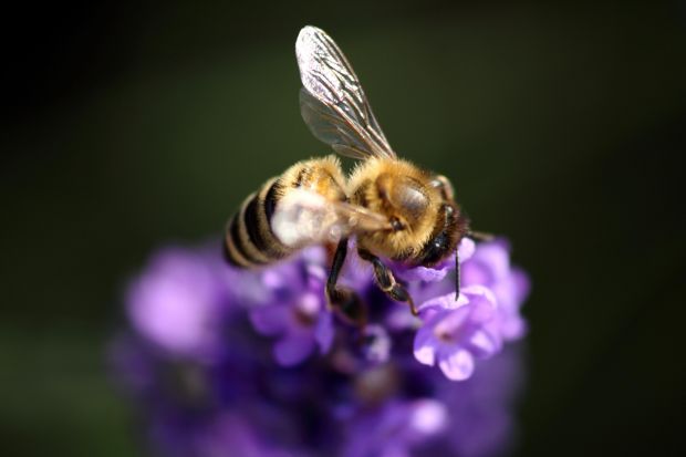 Las abejas de Sudáfrica, amenazadas de desaparición