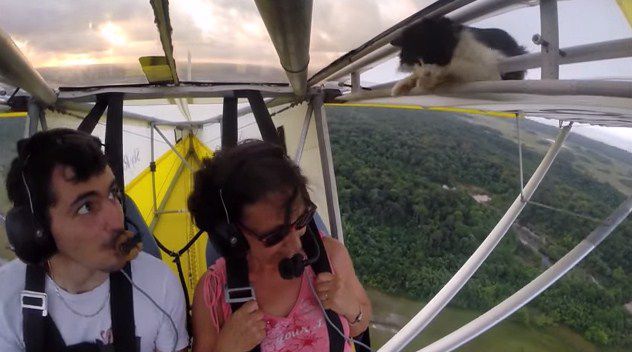 “Gato volador” sorprende a piloto y es éxito en las redes