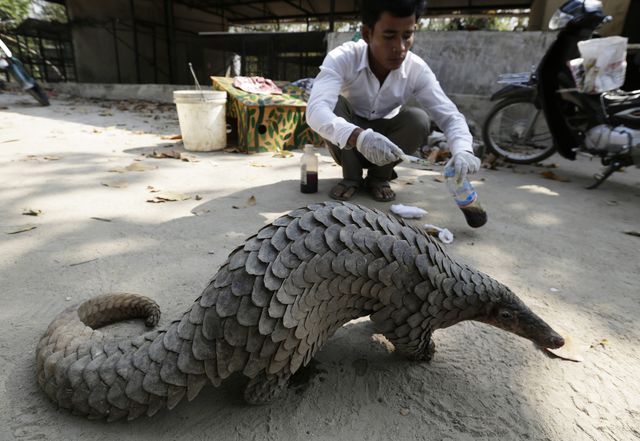 El pangolín se acerca a la extinción en Liberia por su carne y sus ...