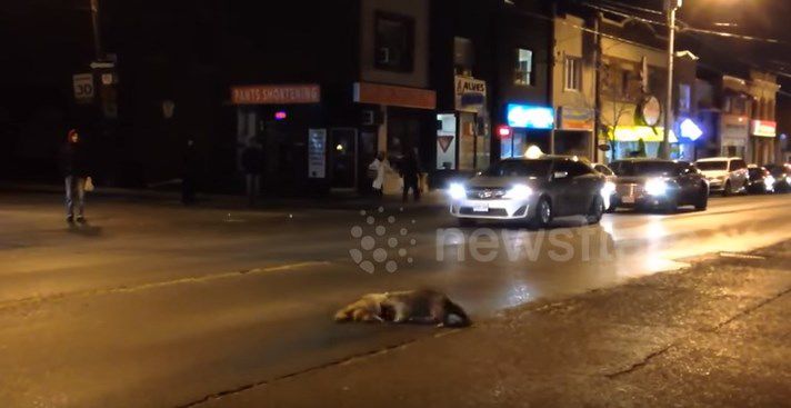 Mapache que intenta reanimar a su compañero atropellado conmueve a las ...