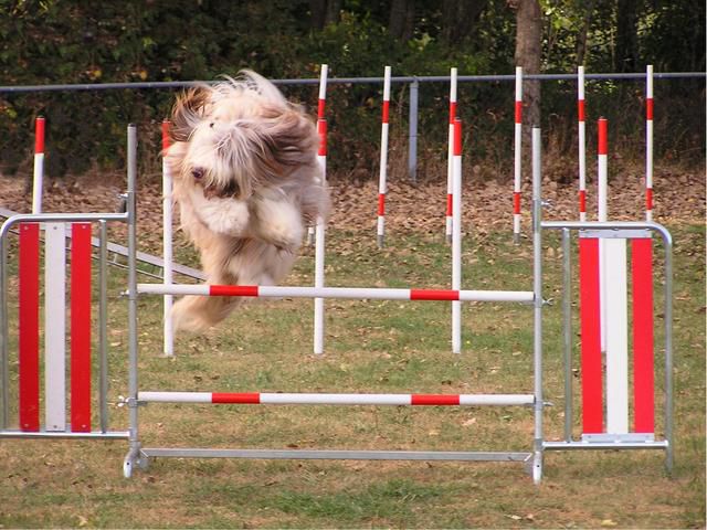 Clases gratis de agility en la ''Rambla Abierta'' de los domingos