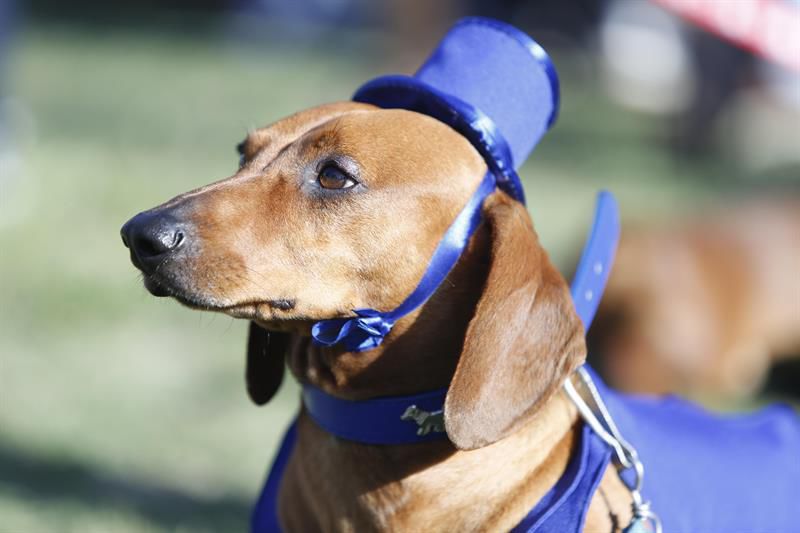 Tu perro puede recordar lo que hiciste