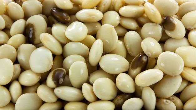 El tarwi peruano llega a Italia