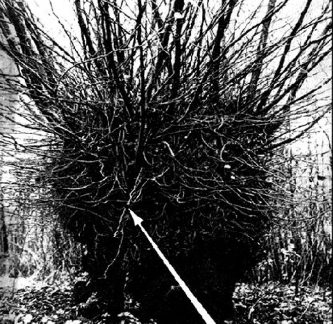 Quién puso a Bella en el olmo?” una pregunta que lleva más de 70 años ...