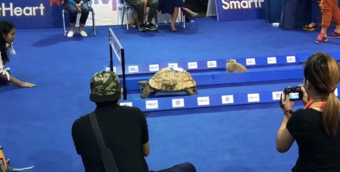 Video: La tortuga vuelve a derrotar a la liebre