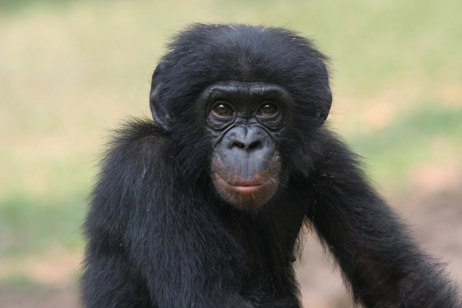 Los bonobos sufren de vista cansada como los humanos