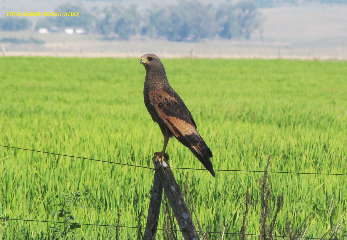 ¿Qué hace de Uruguay un lugar especial para observar aves? Hablamos con ...