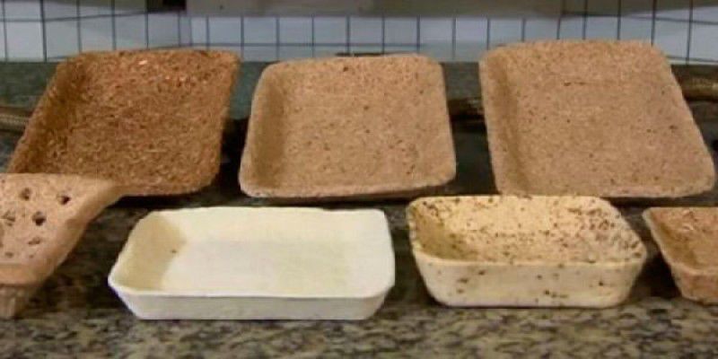 Ingeniera lusa patenta envases biodegradables a partir de hongos