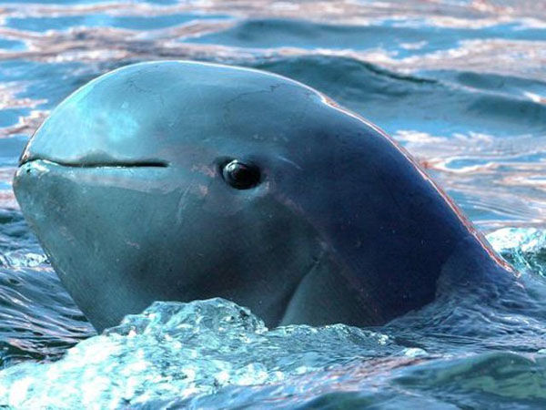 La vaquita marina de México, la marsopa más pequeña del mundo, está a ...