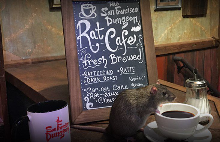 EEUU: establecimiento temático permite jugar con ratas mientras se ...