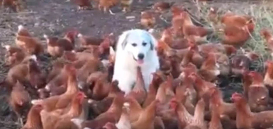 Canal M El perro más tranquilo del mundo | Canal M