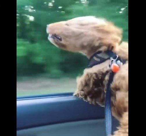 El “perro Chewbacca” desafía el viento y conquista a todos