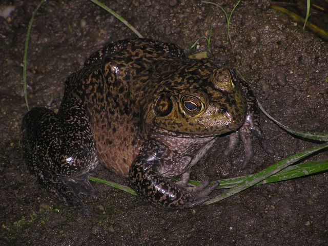 Comienza campaña para erradicar la rana toro, plaga introducida en los 80