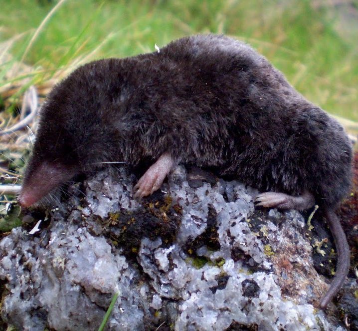 Encuentran nuevo tipo de musaraña en un santuario natural de Perú