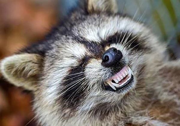 Unos extraños mapaches "zombies" mantienen en vilo a los habitantes de Ohio