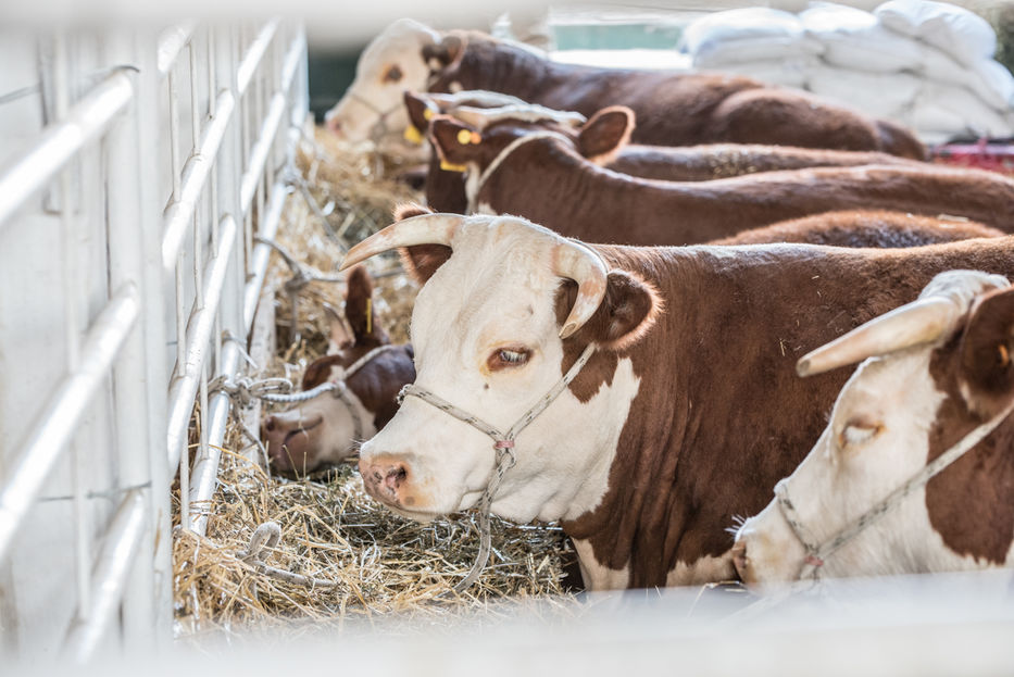 En un año atípico en lo agropecuario, la vaca volvió a ser líder en todo