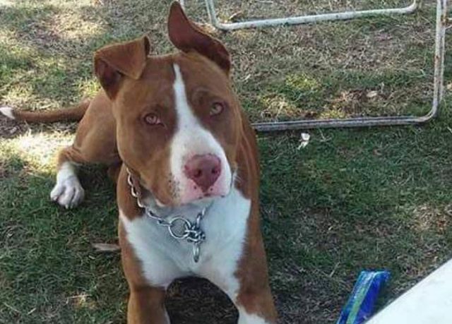 Perro Roko "fue entrenado para matar ovejas", aseguran los dueños de ...