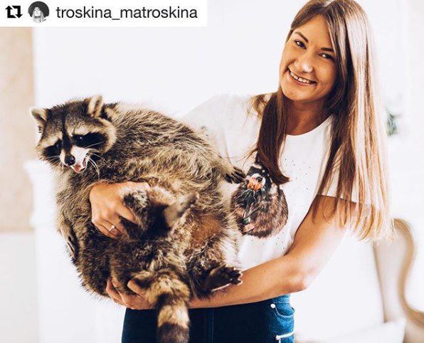 Tema, un mapache gordo, tragón y destructor, es el rey de Instagram