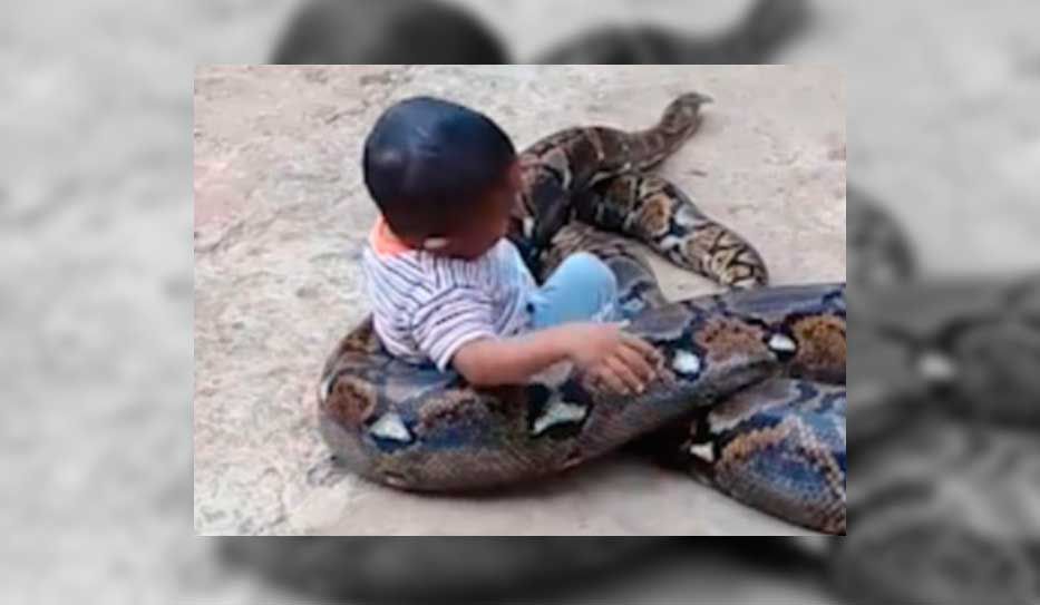 Resurgió el video del niño pequeño que juega con una gigantesca pitón