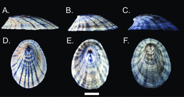Descubren una nueva especie de lapa marina en la Patagonia chilena