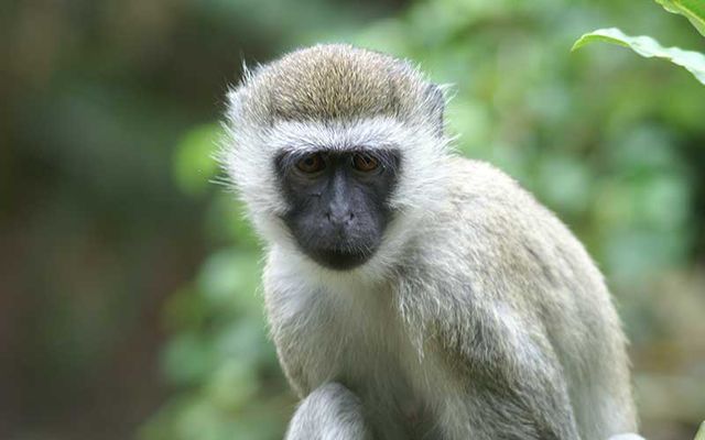 Los monos verdes africanos aprenden a "decir" dron