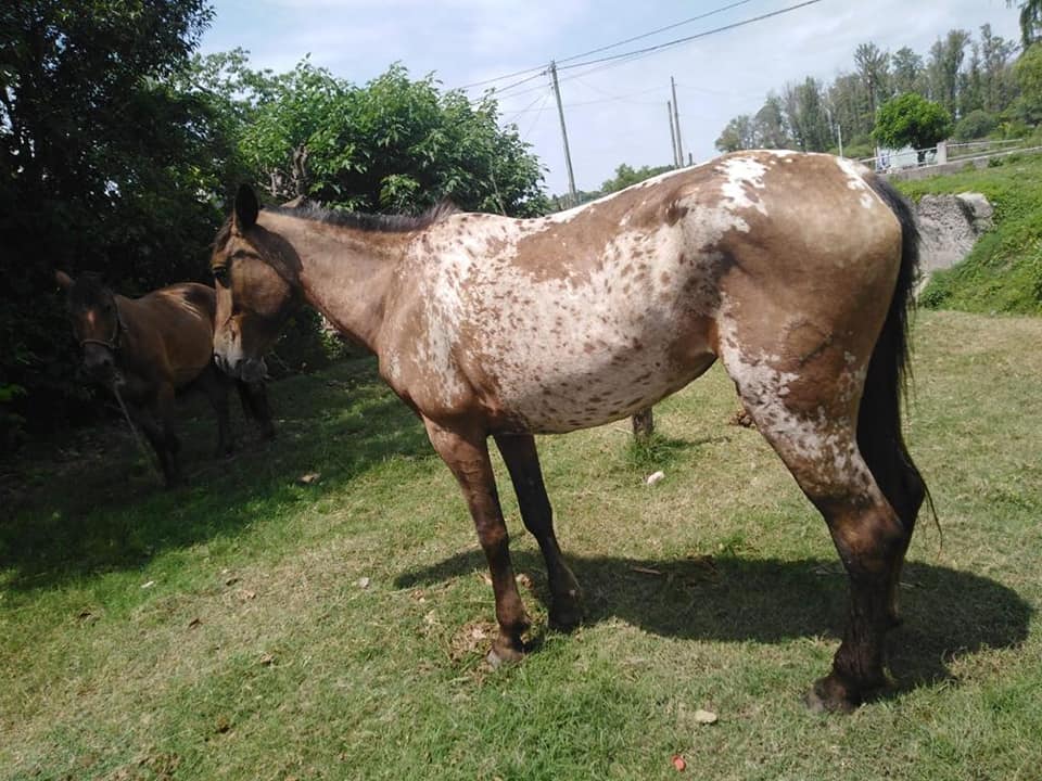 Dos caballos fueron brutalmente atacados en Paysandú: se investiga el caso