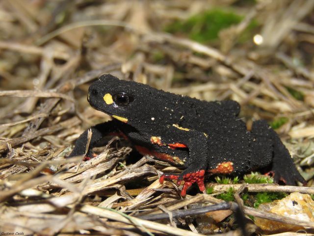 El Sapito que cautivó a Darwin al borde de la extinción por ...