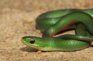 Culebra verde: no es peligrosa para el hombre, usa su velocidad para ...
