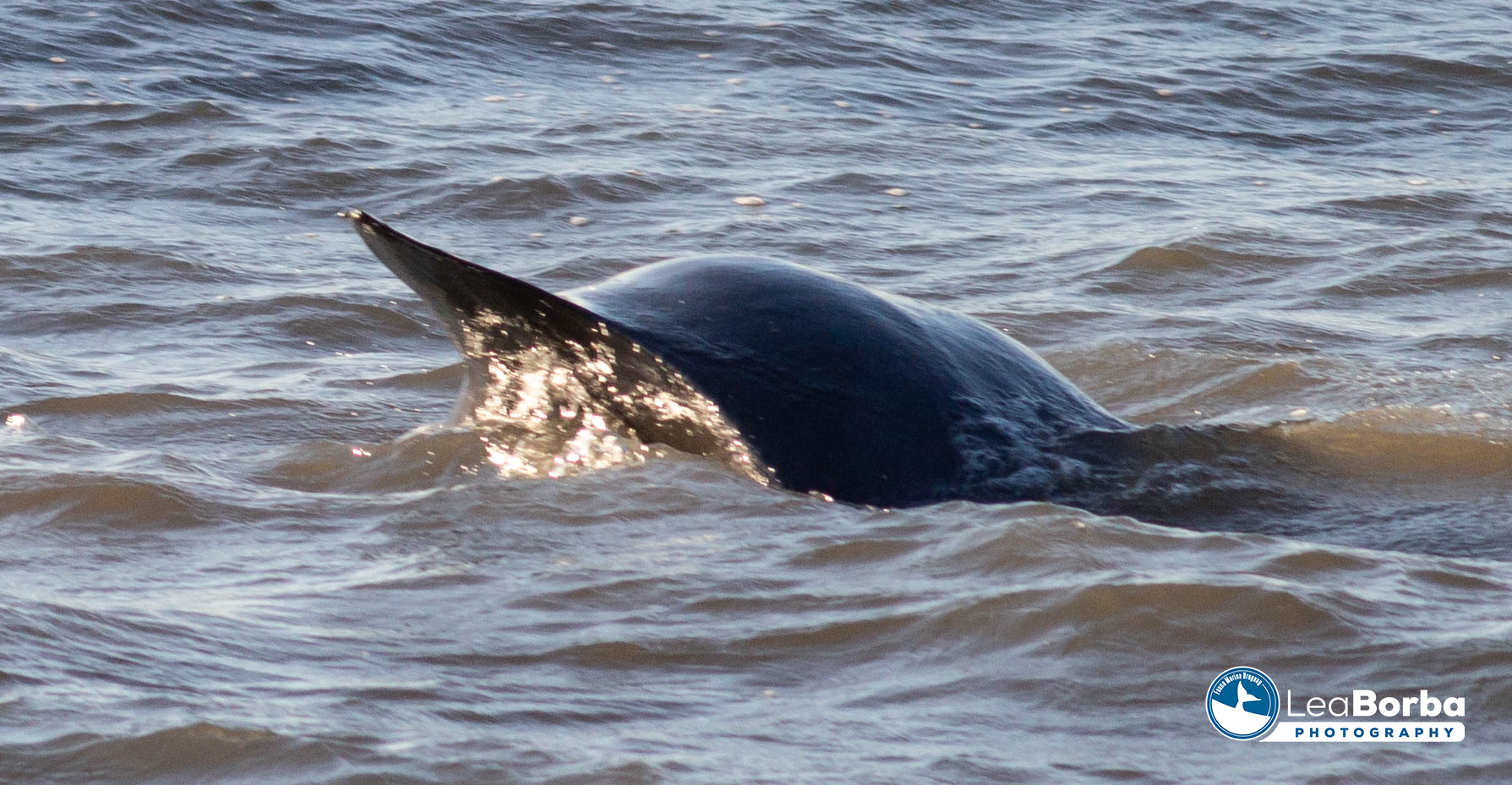 La historia del delfín tonina sin cola que fue avistado en las costas ...