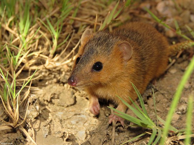 Comadreja colorada chica: se reproduce una sola vez en su corta vida