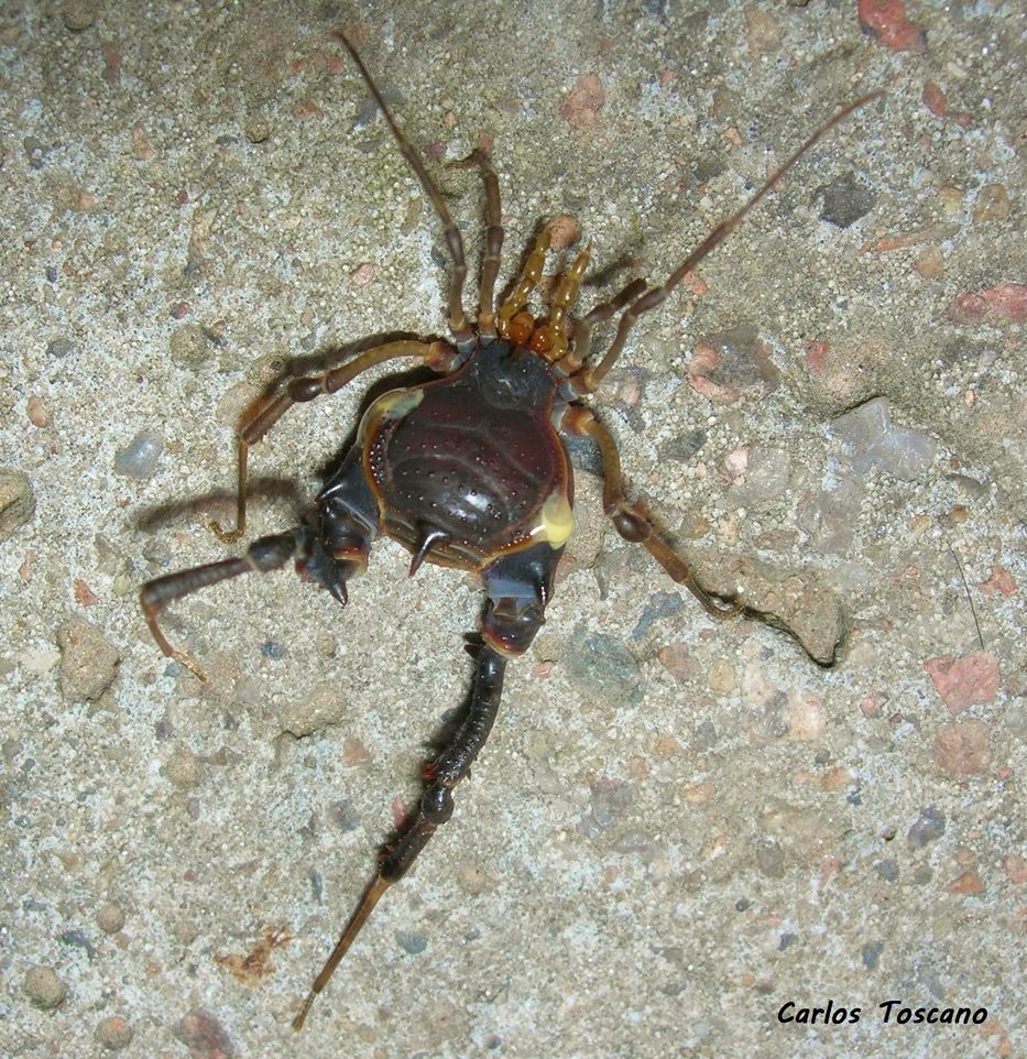 Opilión: A diferencia de otros arácnidos no poseen veneno