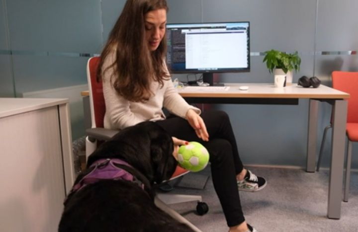 Presentan DogPhone, una tecnología que permite que los perros inicien ...