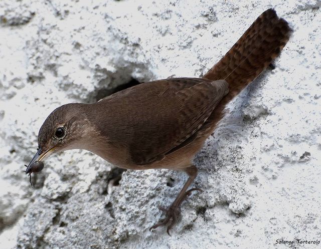Ratonera común: ave inquieta, ágil y confiada