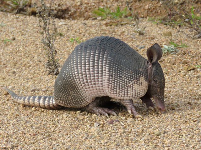 Tatú: en Uruguay se considera una especie susceptible y prioritaria ...