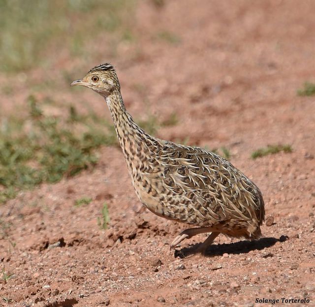 Perdiz: presenta colores crípticos que le permiten camuflarse en el ...