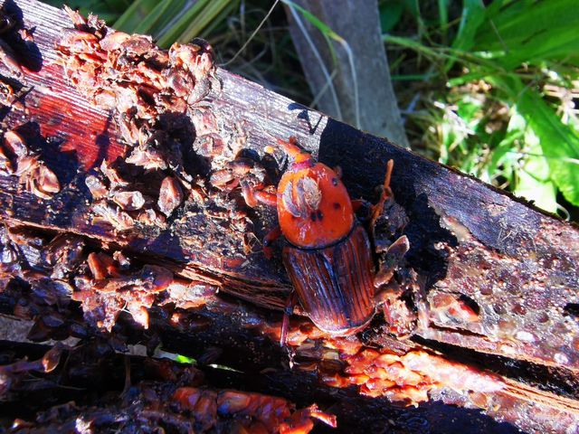 El enigma del picudo rojo: cuándo llegó, cómo actúa y qué se hará a futuro