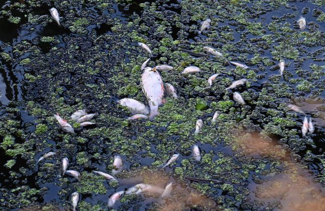 Retiran unas 300 toneladas de peces muertos por contaminación de río ...