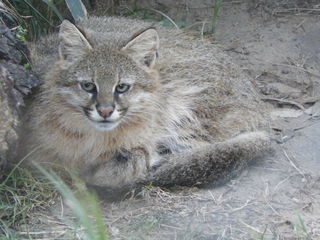 Gato de pajonal: un felino casi exclusivo de Uruguay, probablemente en ...