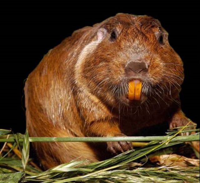 El tucutucu: un simpático roedor al que los humanos cada vez ...