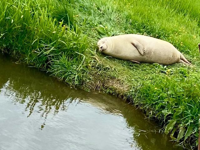 Envidiable paz: foca que duerme con una apacible sonrisa conquista a ...